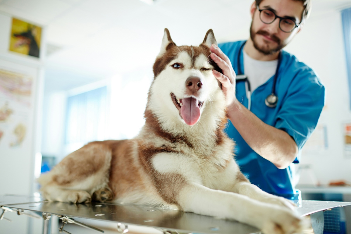 Veterinary Diagnostics & Labwork In Burnaby, BC | Central Park Animal ...